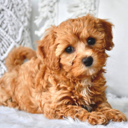 Gerçek Maltese Terrier Renkleri Nelerdir? - KöpekBilgi